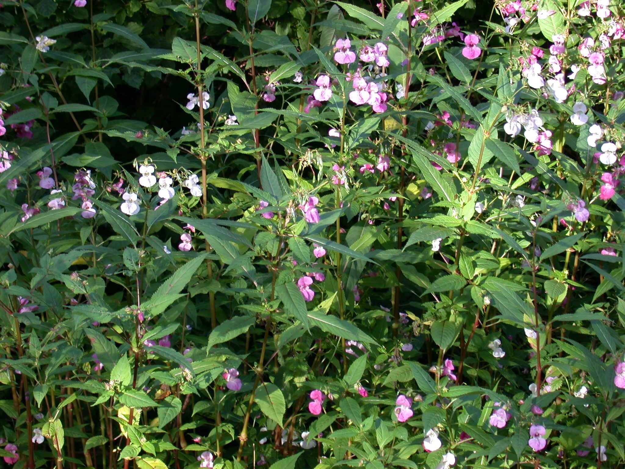 Neophyten, die gebietsfrem den Pflanzen, kurz erklärt - Zillertaler Zeitung